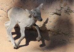 Bighorn Lamb Born on April 1 2015