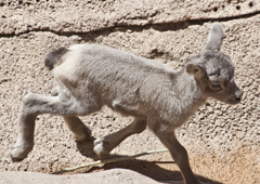 Bighorn Lamb Born on April 1 2015
