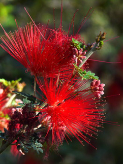 2015 Annual Desert Museum Plant Sale