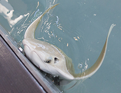 Stingray Touch - Arizona-Sonora Desert Museum
