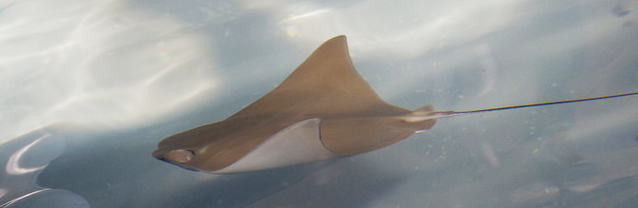 Stingray Touch - Arizona-Sonora Desert Museum
