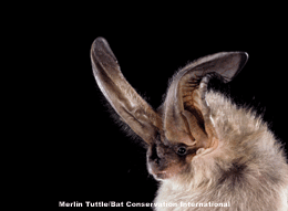 Townsend's big-eared bat Factsheet
